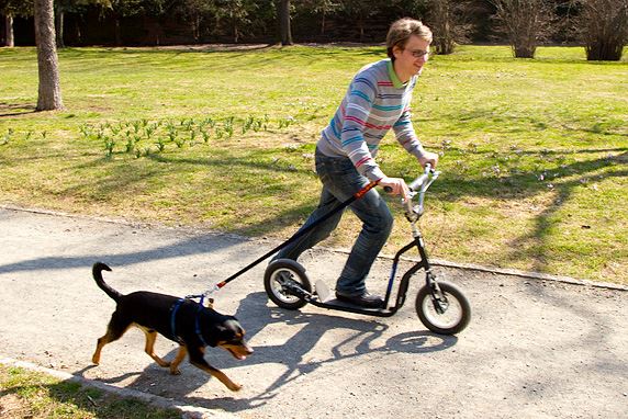 Dogscootering | Yedoo
